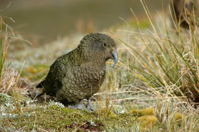 ¡Keee-aaaa! imagen de archivo. Imagen de nuevo, cubo - 40191763