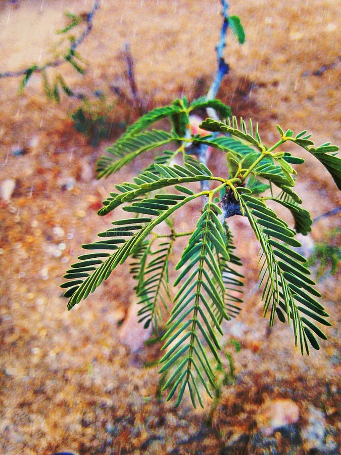 Keekar Leaves stock image. Image of notbad, greenery - 166061315