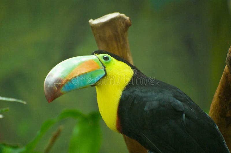Horned toucan stock photo. Image of flight, wings, brazil - 915560