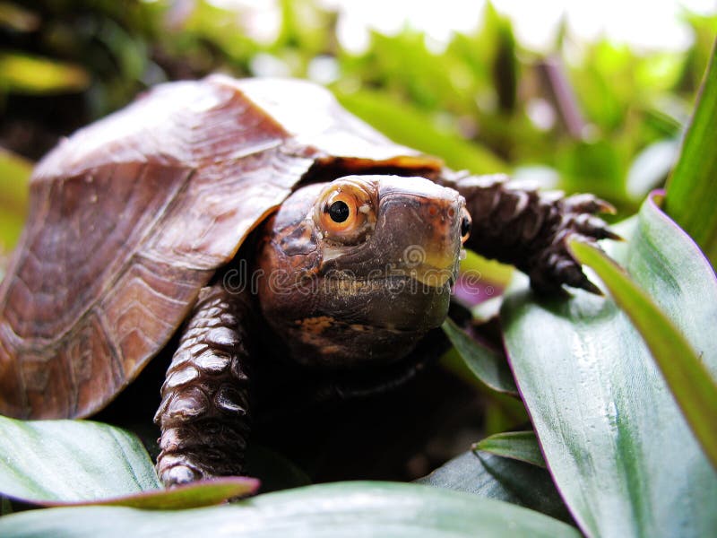 Keeled Box Turtle Stock Photos - Free & Royalty-Free Stock Photos from ...