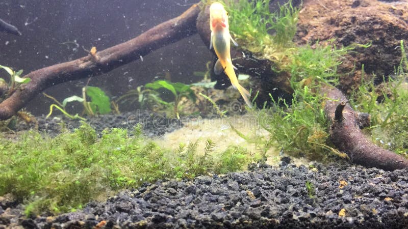 Cleaner fish stock photo. Image of tank, cleaner, clean - 147488796