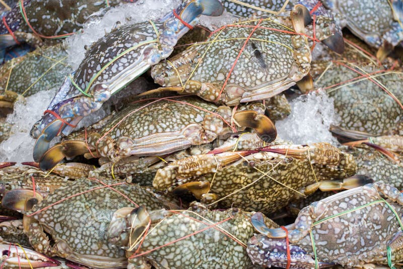 Keep Fresh Crab on Ice for Seafood Stock Photo - Image of fish, blue ...