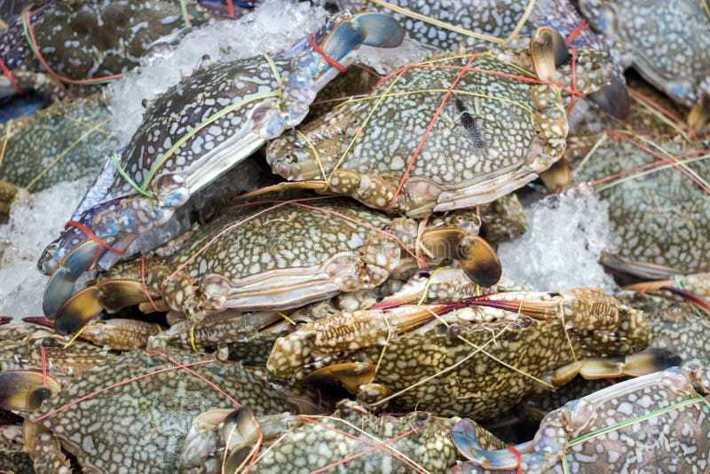 Keep Fresh Crab on Ice for Seafood Stock Image - Image of life, healthy ...