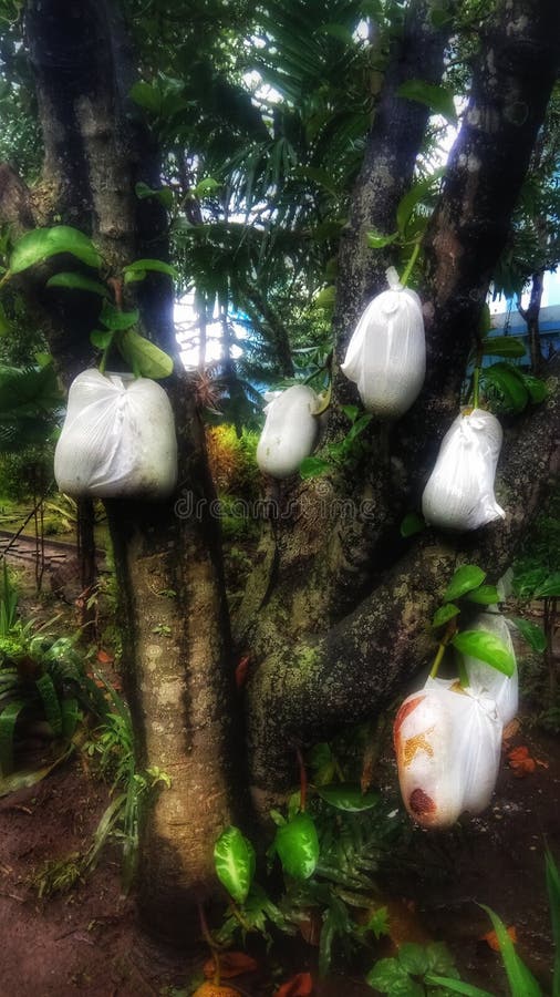 Keep the Fruit on the Tree Safe by Covering it with Plastic Stock Photo ...