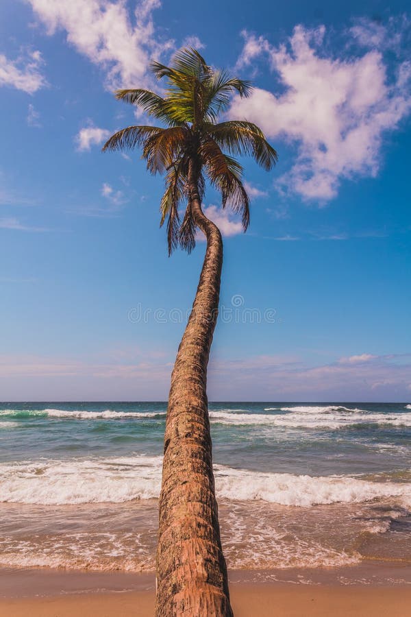 Keep Growing, a Beautiful Solo Palm Tree Reaches for the Sky. Stock ...