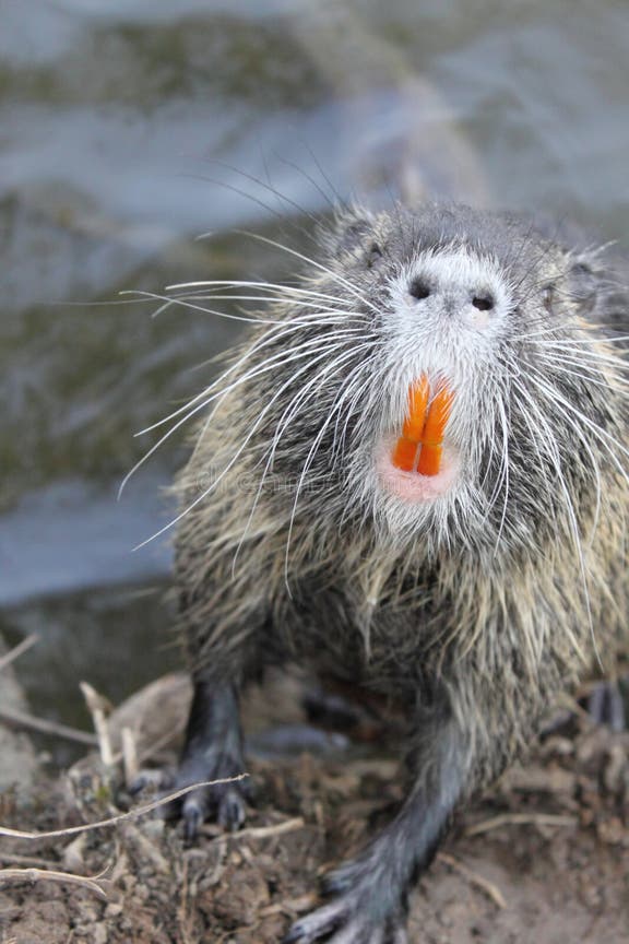 Keep smiling stock photo. Image of nibbles, orange, hair - 18611580