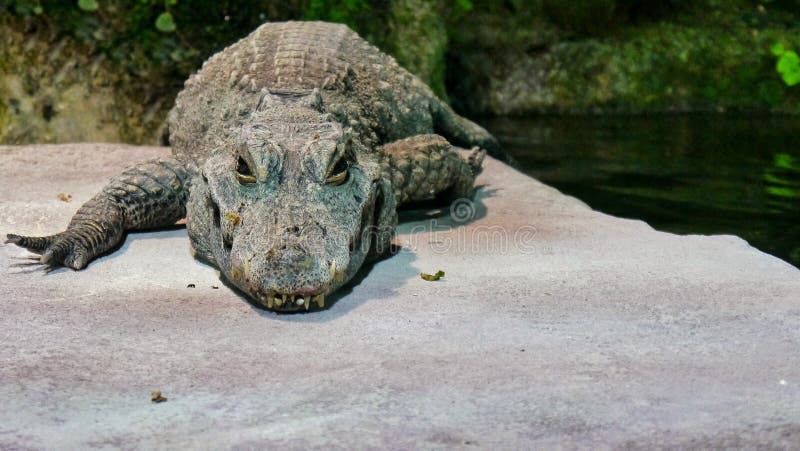 185 Smiling Alligator Photos - Free & Royalty-Free Stock Photos from ...