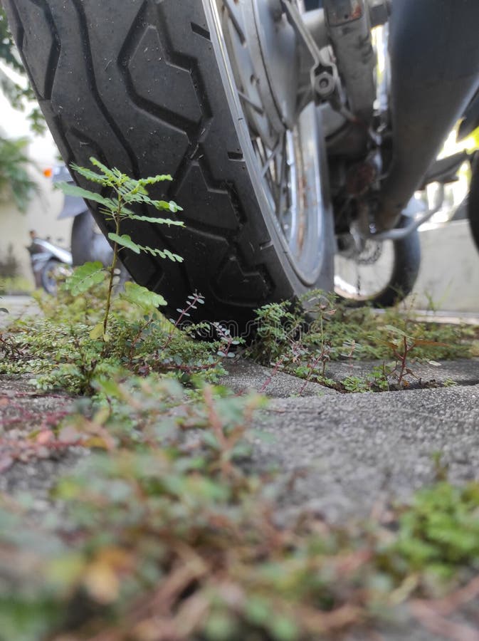 Keep Standing and Growing, Nothing is Impossible Stock Photo - Image of ...