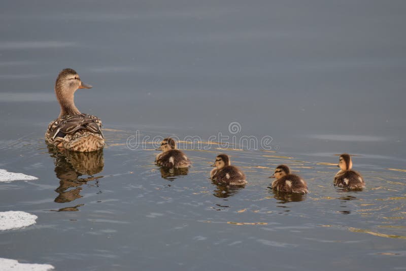 Keep your ducks in a row stock image. Image of follow - 119726817