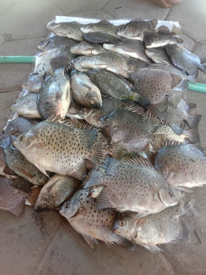 The Keeper Fish Population Increas Hot Weather Stock Image - Image of ...