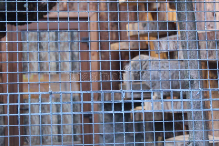 Keeping Animals in Cages. Animals in the Zoo Stock Image - Image of ...