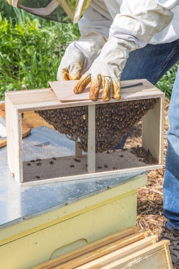 Queen Bee with Attendants stock photo. Image of inspecting - 23433954