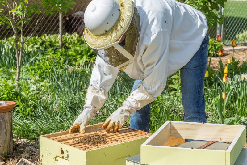 Keeping the Bees stock photo. Image of beekeeper, gloves - 96215960