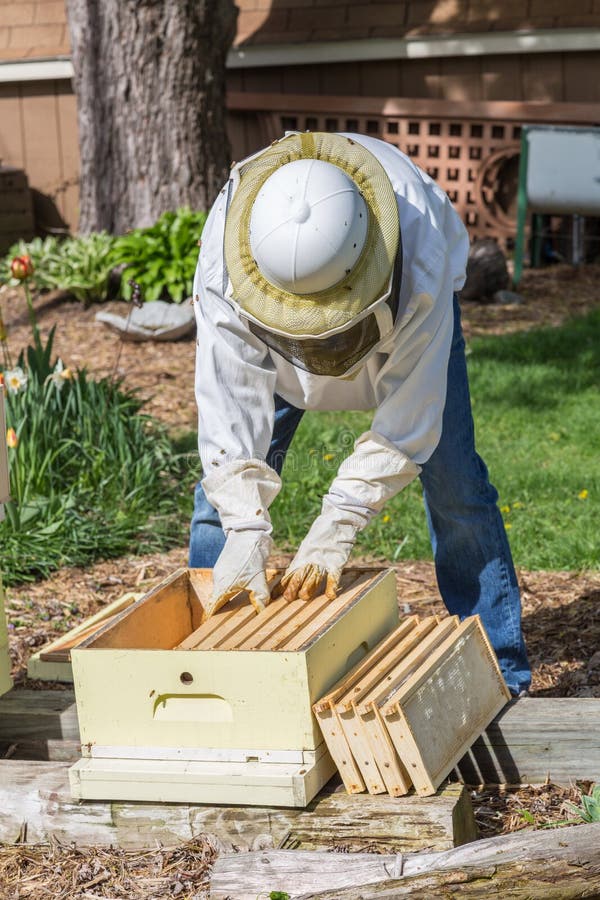 Keeping the Bees stock photo. Image of beeswax, colony - 96216000