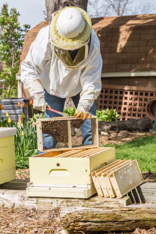Keeping the Bees stock photo. Image of beehive, apiarist - 96216052