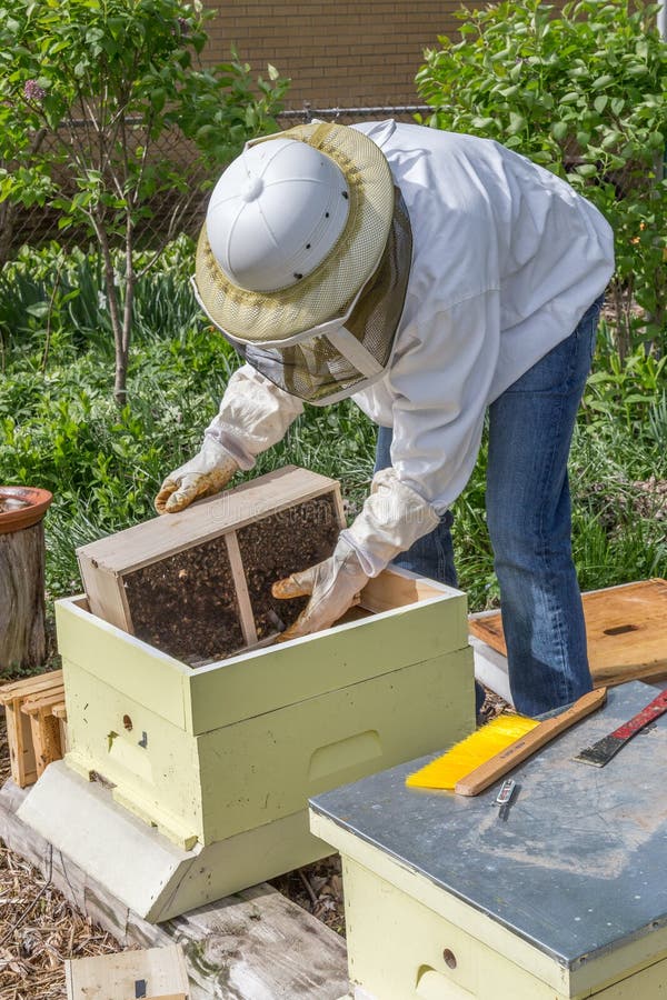Keeping the Bees stock photo. Image of harvest, beehouse - 96216156