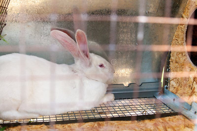 Keeping Domestic Rabbits. White Rabbit Mom Stock Image - Image of ...