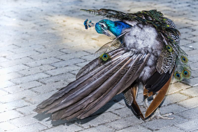 Keeping Feathers Numbered editorial stock image. Image of beauty - 60449979