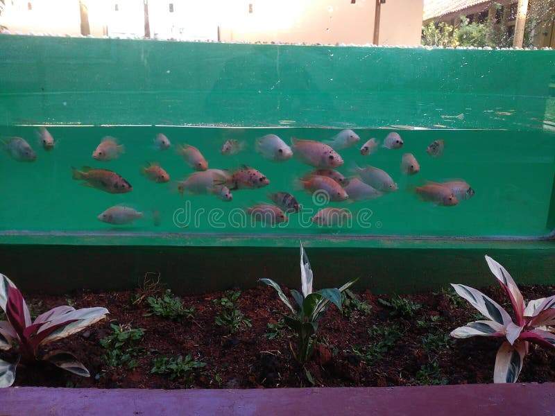 Keeping Fish in an Aquarium is a Fairly Popular Hobby. Stock Image ...