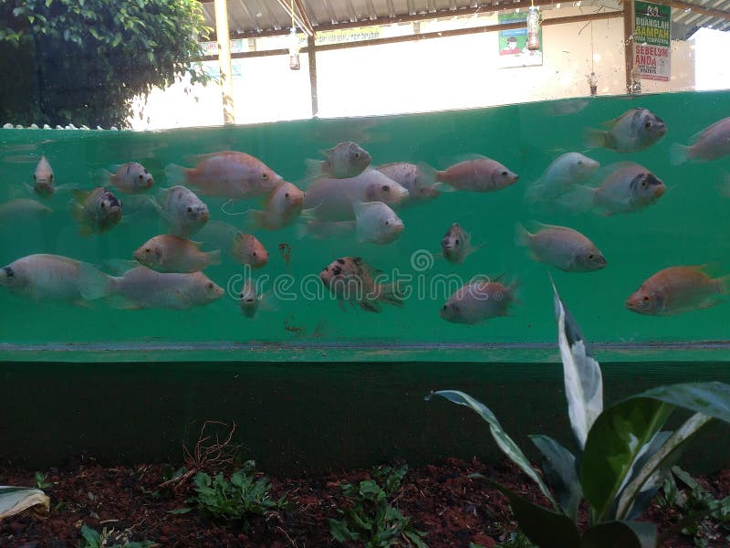 Keeping Fish in an Aquarium is a Fairly Popular Hobby. Stock Photo ...