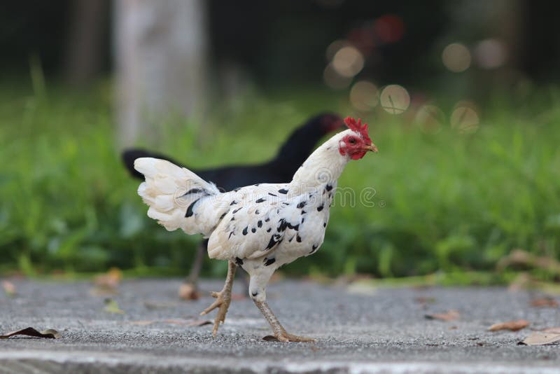 Keeping native chickens stock photo. Image of chicken - 264047800