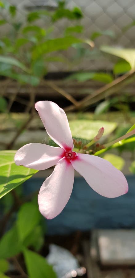 Keeping it Natural Broken Flower Pain Stock Image - Image of natural ...