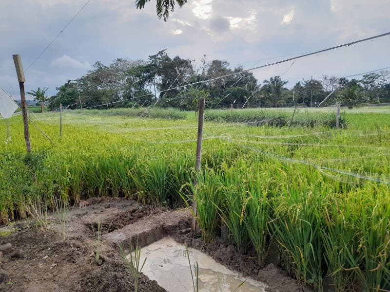 KEEPING and WAITING for the RICE HARVEST Stock Photo - Image of plant ...