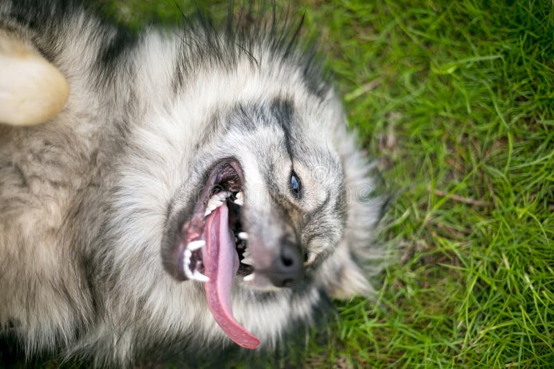 A Keeshond Dog Relaxing on Its Back in the Grass Stock Image - Image of ...
