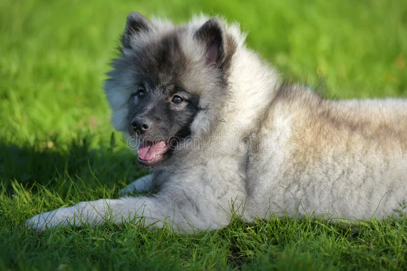 Keeshond Wolfspitz Puppy Happy in Summer Stock Image - Image of ...