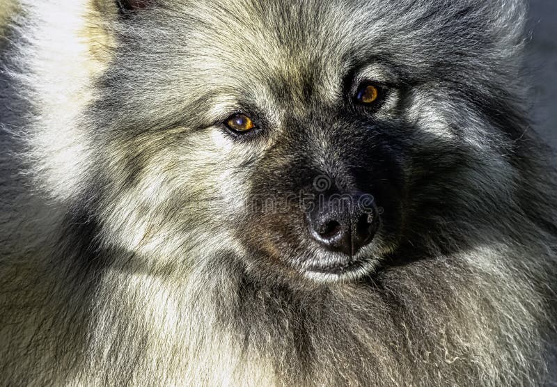 Keeshondis - Medium-sized Dog Stock Photo - Image of keeshond, cute ...
