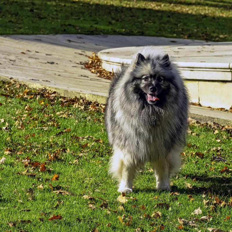 Dutch Keeshond Stock Photos - Free & Royalty-Free Stock Photos from ...