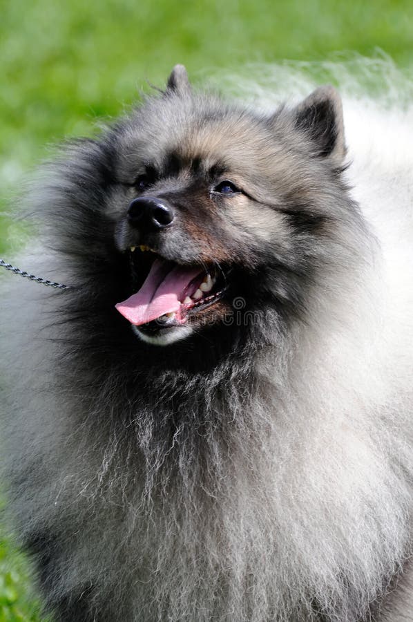 Wolf Spitz stock photo. Image of american, animals, head - 11839548