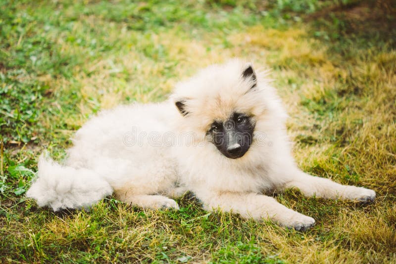 Keeshound, Keeshond, Keeshonden-Hond Duitse Spitz Stock Afbeelding ...