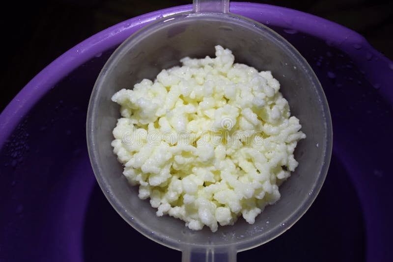 Kefir Grains for Making Homemade Kefir Drink. Stock Photo - Image of ...