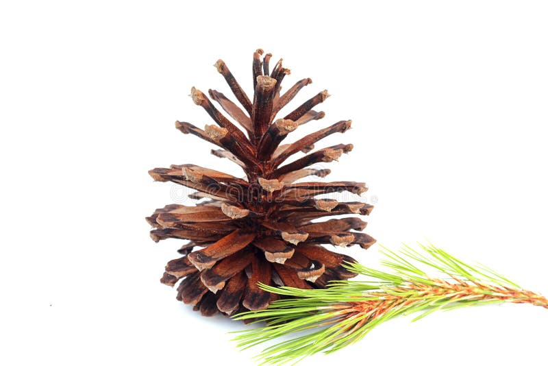 Kegels diverse naaldbomen stock foto. Image of viering - 46784918