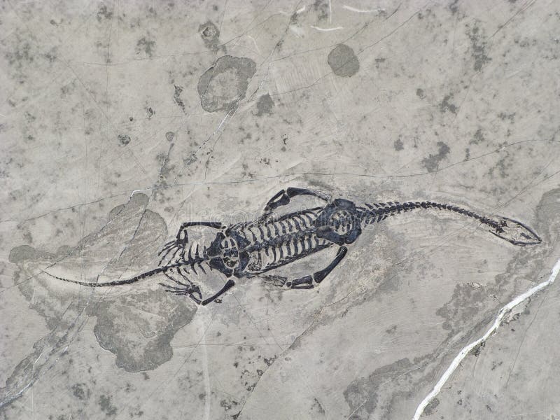 Keichousaurus stock image. Image of pachypleurosaur, bone - 15690933