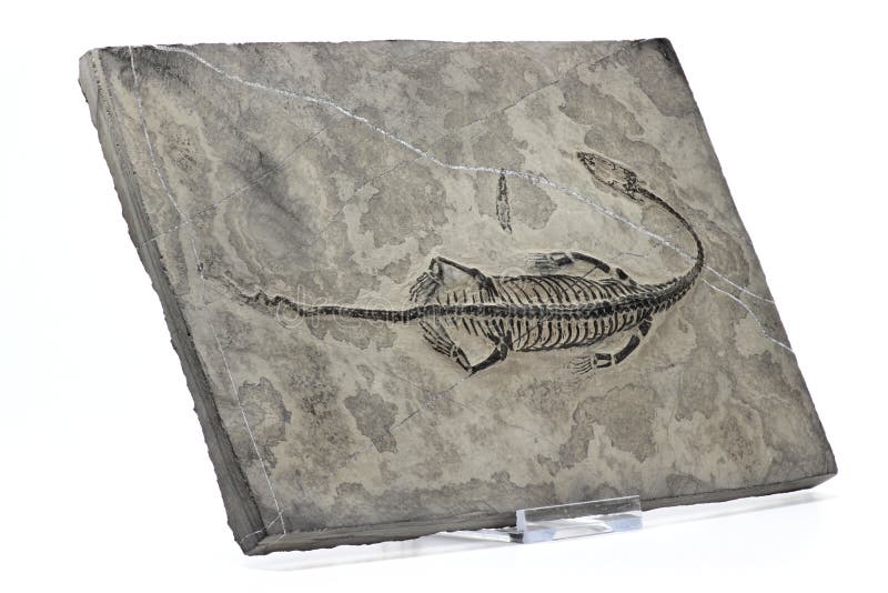 Keichousaurus hui editorial stock photo. Image of complete - 64770258