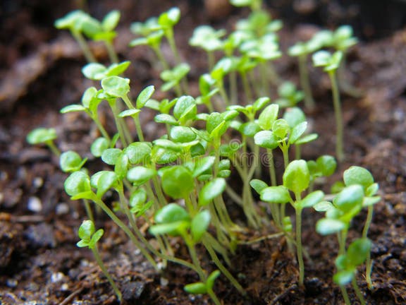 Keimung stockbild. Bild von wachstum, frech, botanisch - 8734899