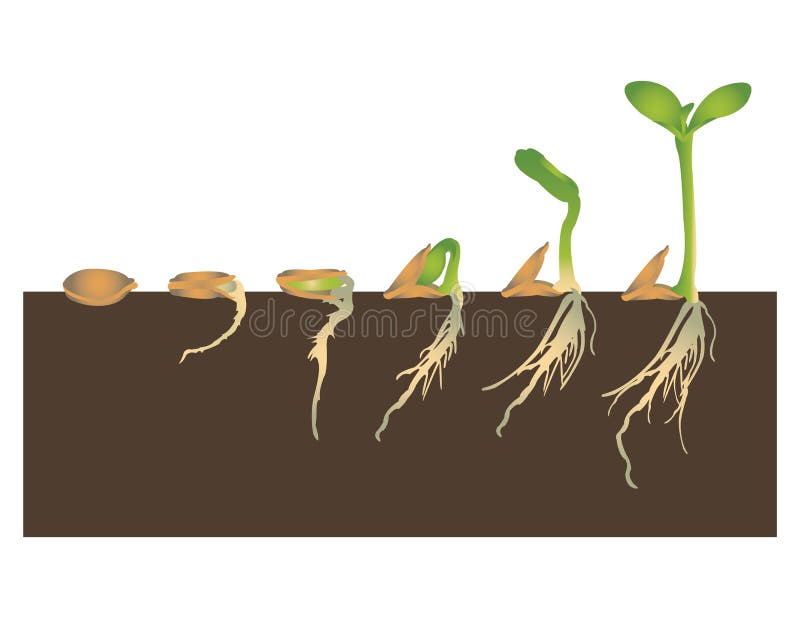 Keimung des Samens stock abbildung. Illustration von gemüse - 38903040