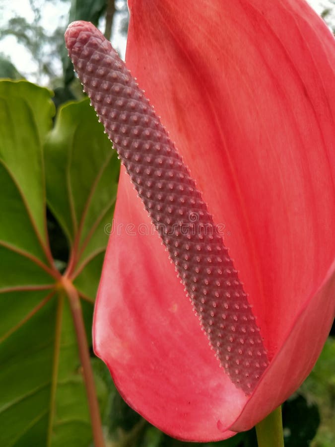Keindahan stock photo. Image of bunga, wildflower, food - 201974050