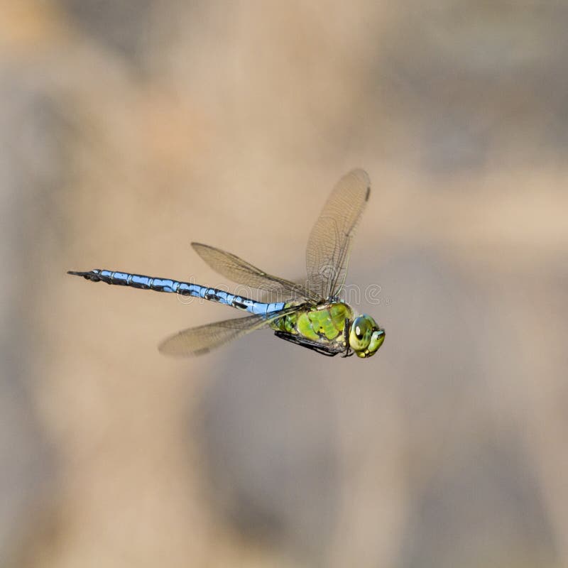 Keizerlibel (Anax-imperator) Stock Afbeelding - Image of staart, libel ...
