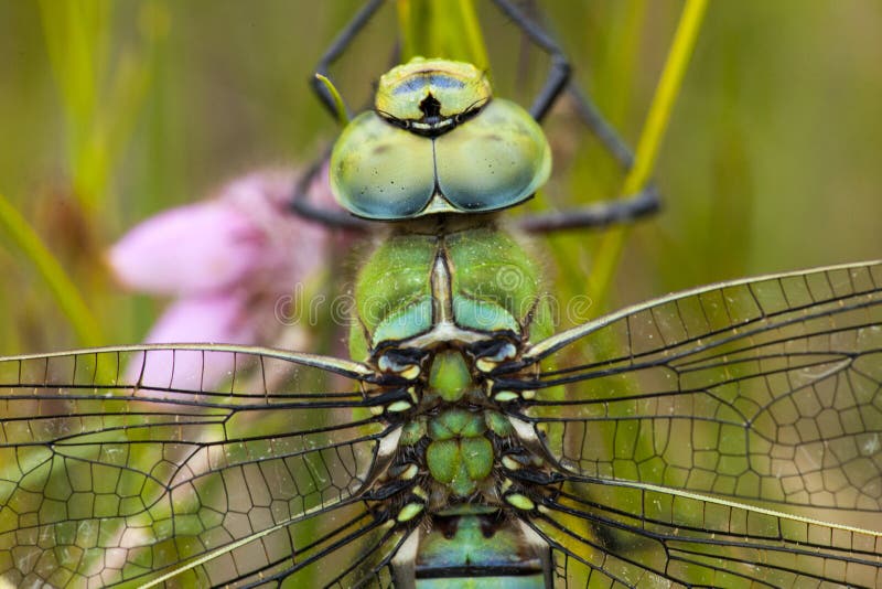 Keizerlibel De Grote, Emperador Azul, Imperator De Anax Foto de archivo ...