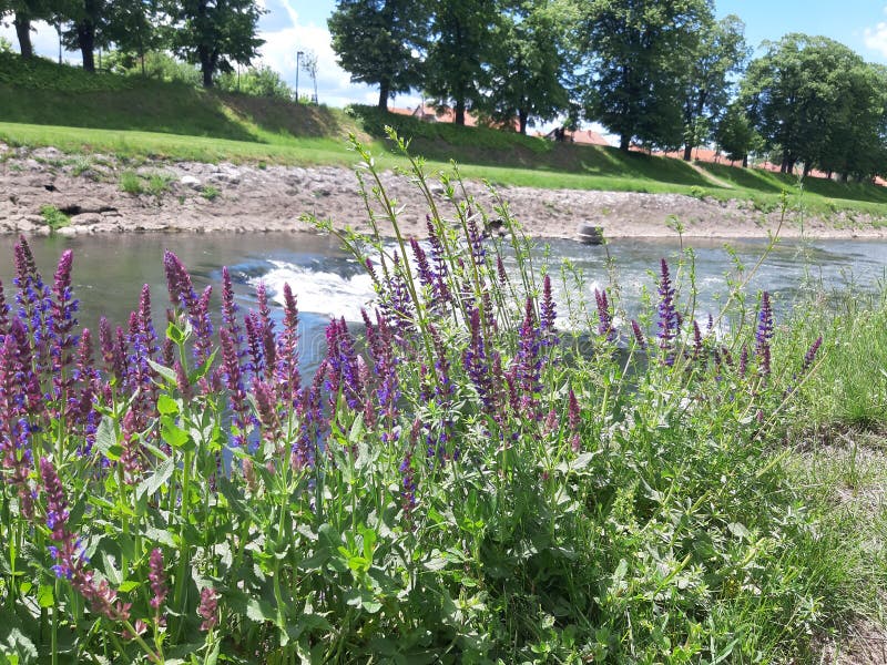 Cvece Prolece Priroda Love Pink Stock Image - Image of prolece, priroda ...