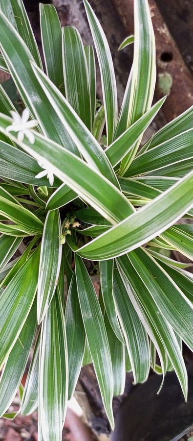 Kel stock image. Image of garden, lawn, shrub, twig - 249235323