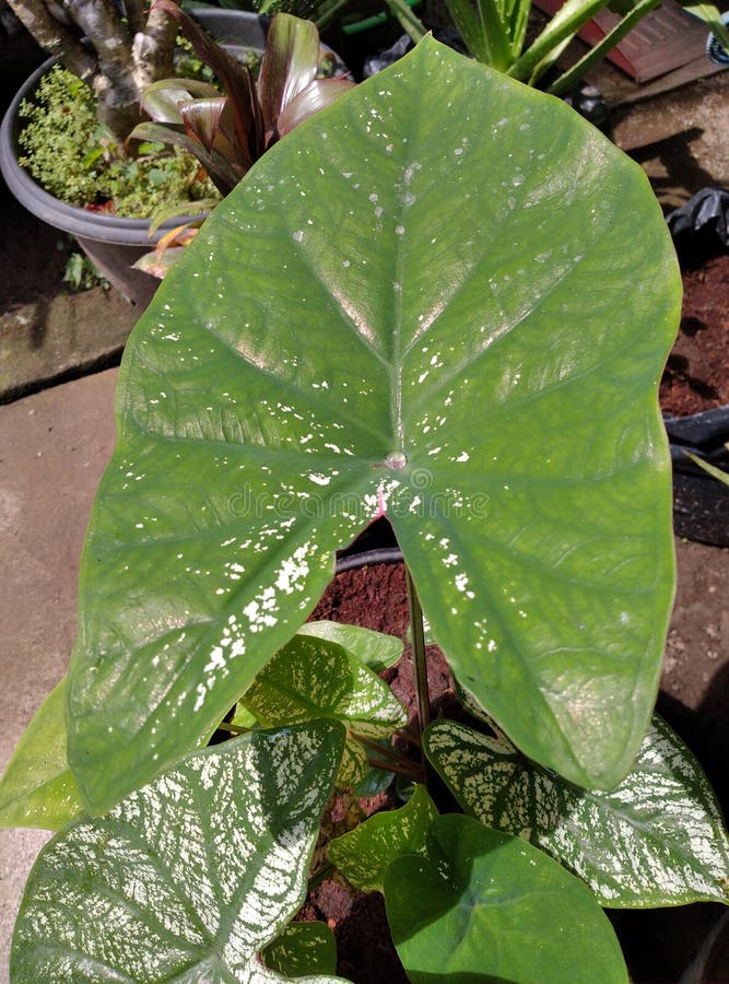 Keladi Flower a Hits and Viral One Stock Image - Image of tree, herb ...