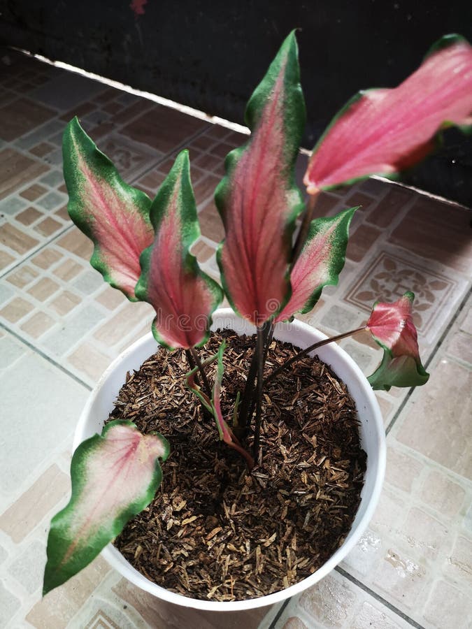 Keladi stock photo. Image of pink, keladi, flower, wayang - 200738684