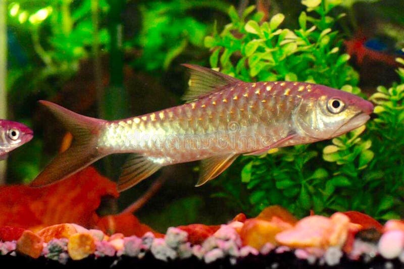 Kelah fish stock photo. Image of king, fish, river, kelah - 48262500