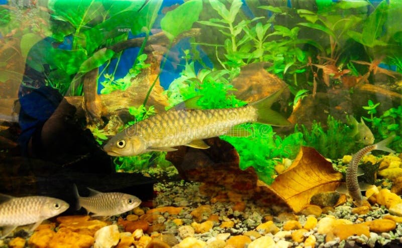 Kelah fish stock image. Image of aquarium, fauna, organism - 48262503