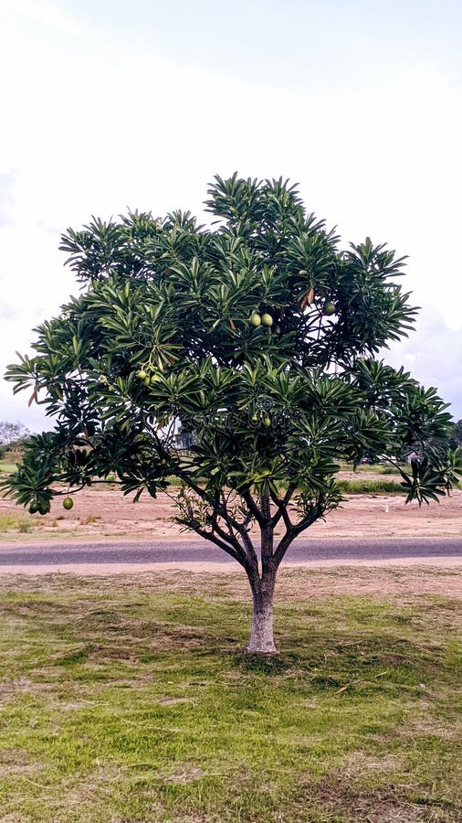 Kelampan Stock Photos - Free & Royalty-Free Stock Photos from Dreamstime