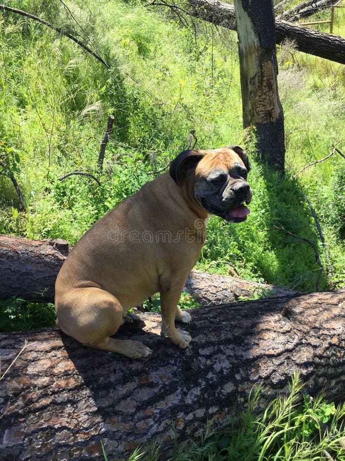 Kelani the Boxer Taking a Break Stock Image - Image of fallen, boxer ...